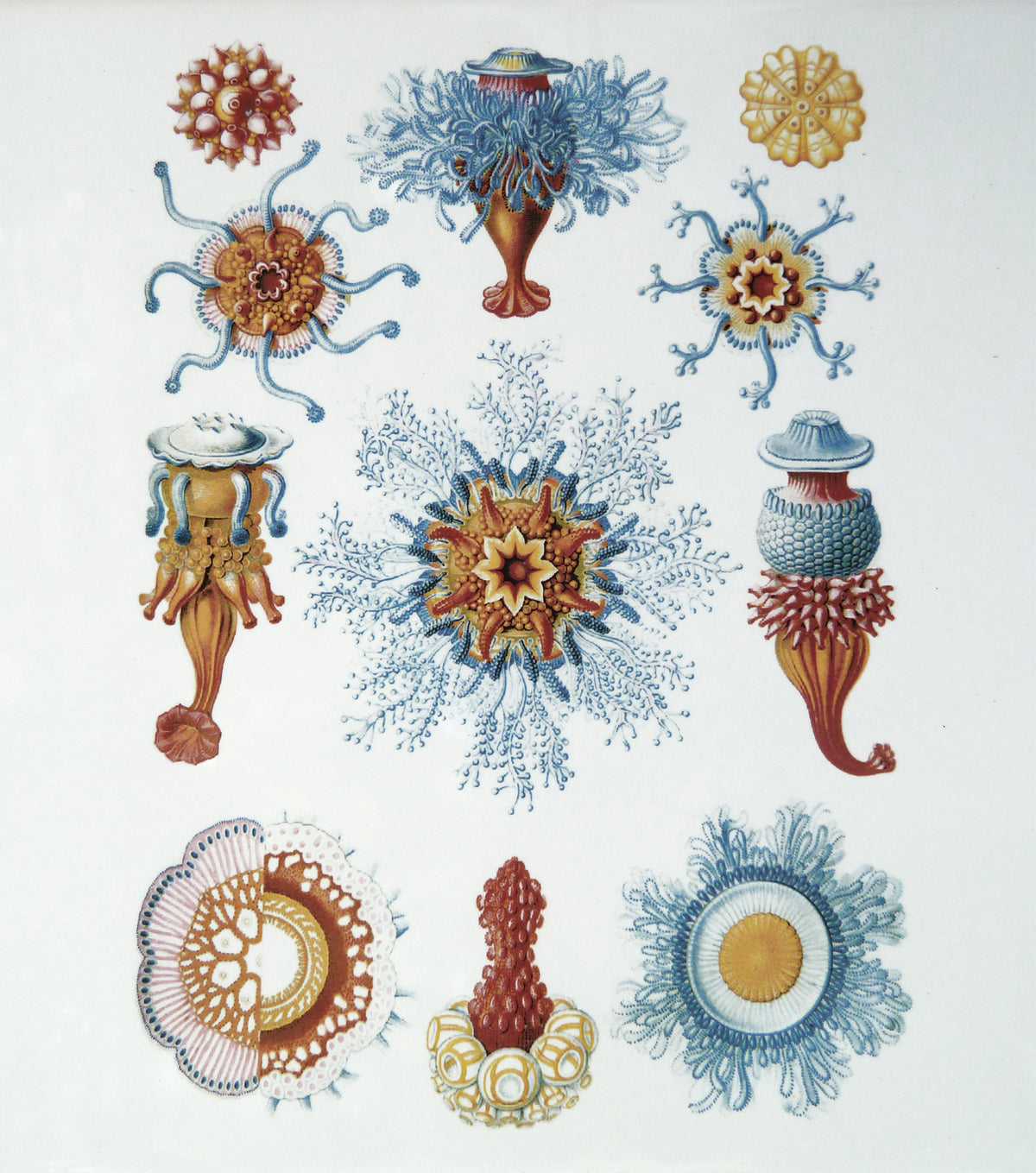 Decal Blue Sea Creatures DDBSC — Cornell Studio Supply